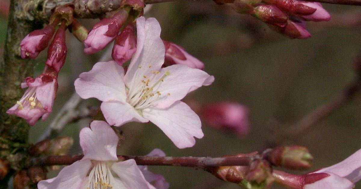 Prunus nipponica 'Ruby'