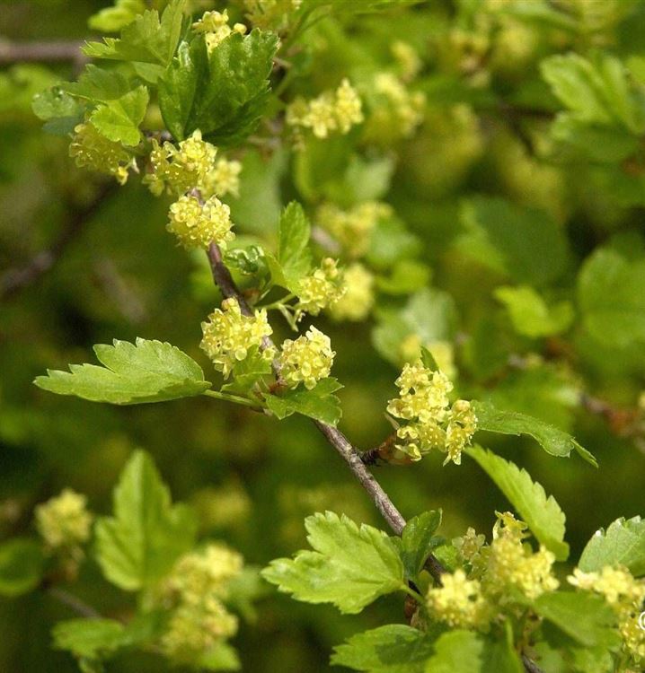 Ribes alpinum