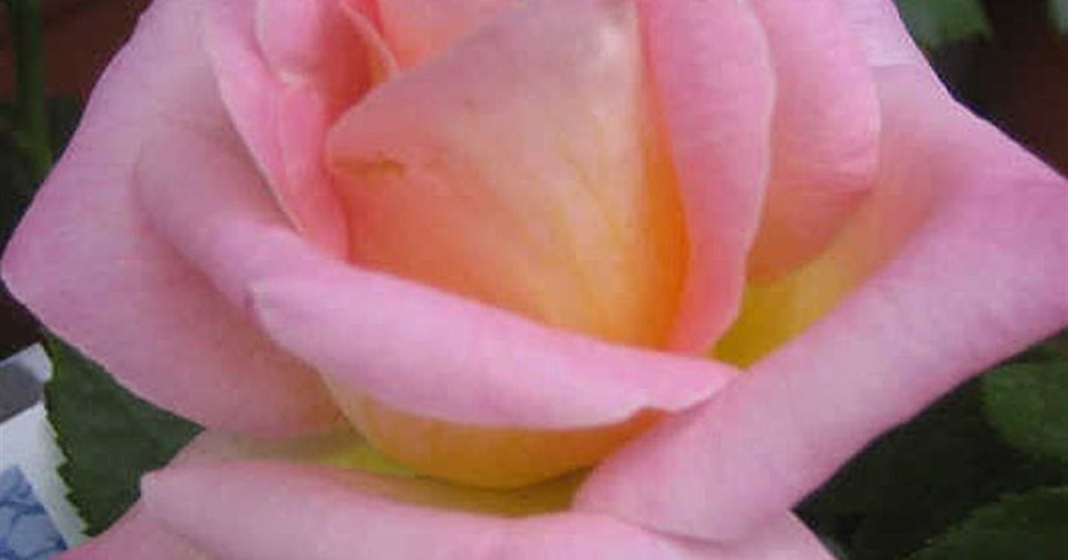 Rosa 'Inspiration'