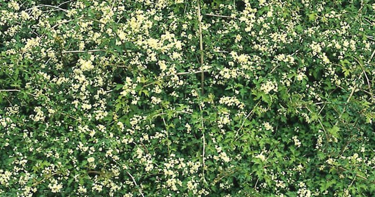 Stephanandra incisa 'Crispa'