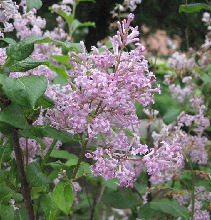 Syringa josikaea