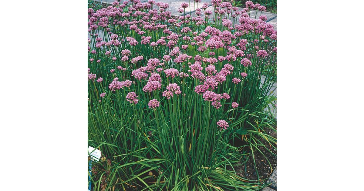 Allium angulosum