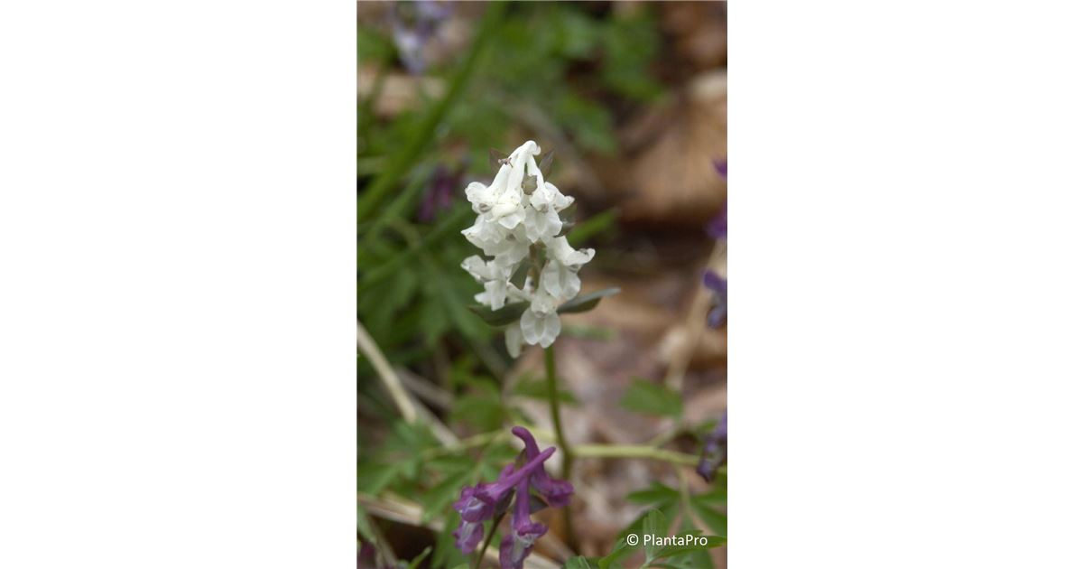 Corydalis bulbosa (cava) 'Alba'