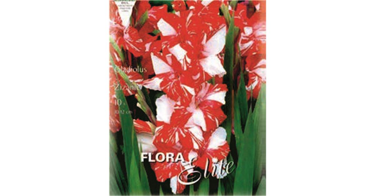 Gladiolus 'Zizanie'