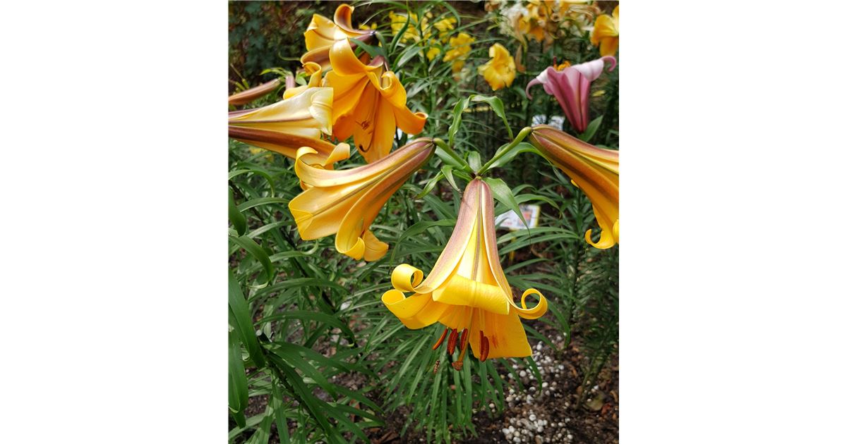 Lilium 'African Queen'
