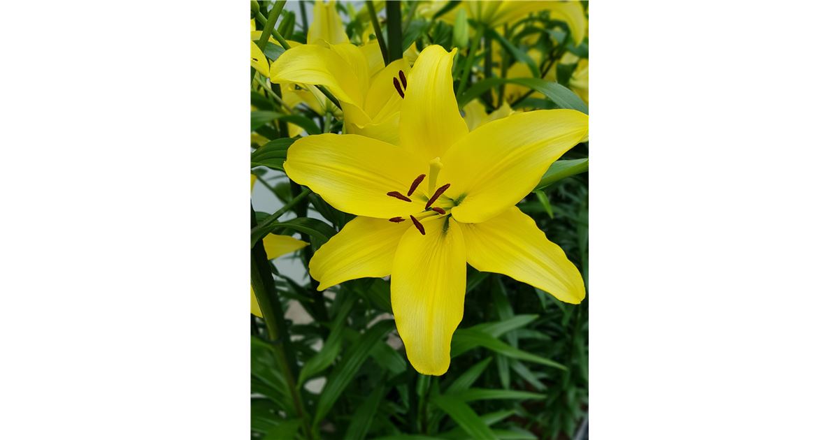Lilium 'Yellow Power'