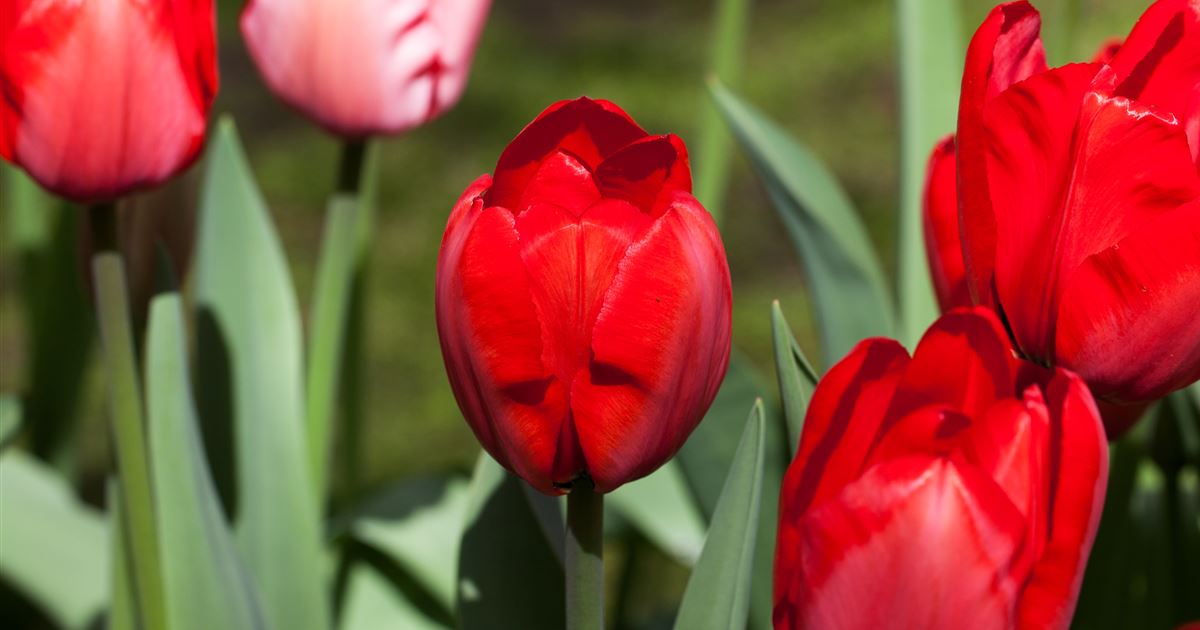 Tulipa 'Red Impression'