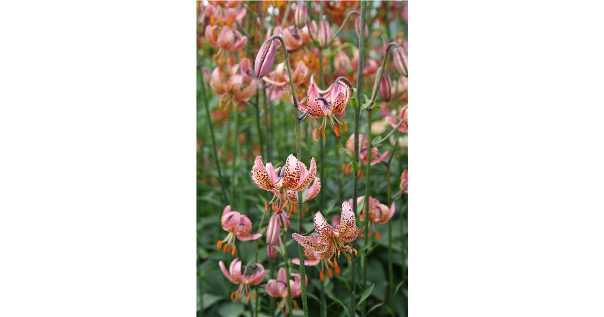 Lilium 'Manitoba Morning'