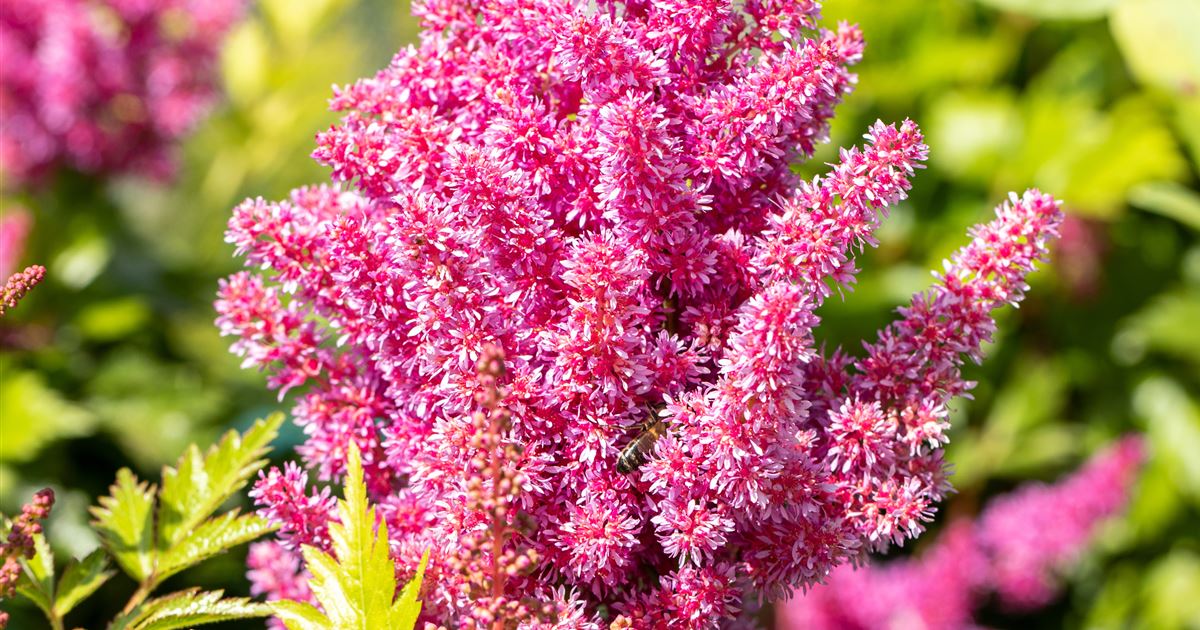 Astilbe japonica 'Mainz'