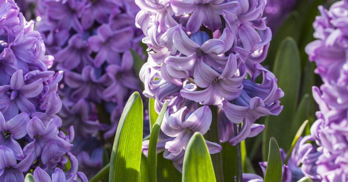 Hyacinthus 'Miss Saigon'