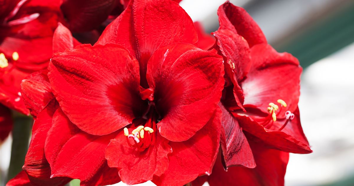 Hippeastrum Grand Diva