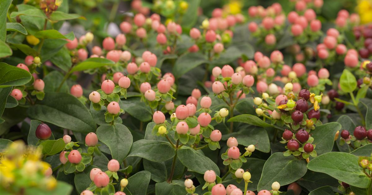 Hypericum 'Miracle Blossom'