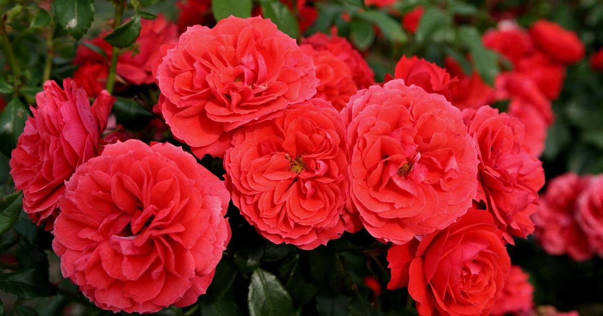 Rosa 'Cherry Girl'